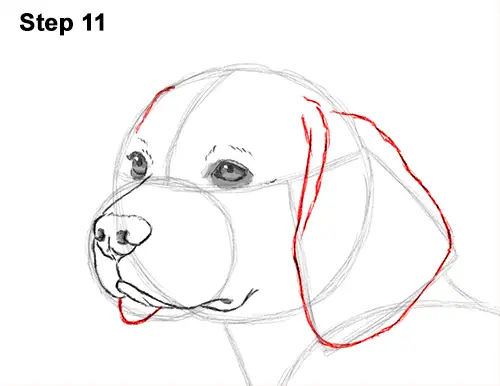 How To Draw A Beagle Video And Step By Step Pictures