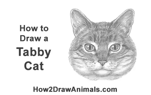 How To Draw A Tabby Cat Head Detail VIDEO Step by Step Pictures
