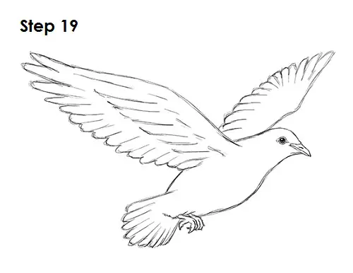 How To Draw A Dove