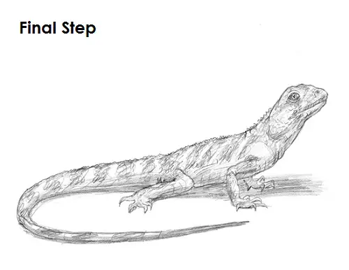 How to Draw a Lizard VIDEO & Step-by-Step Pictures How to Draw a Lizard VIDEO & Step-by-Step Pictures