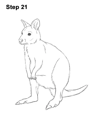 How To Draw A Wallaby Video And Step By Step Pictures