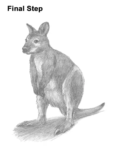 How to Draw a Wallaby VIDEO & Step-by-Step Pictures