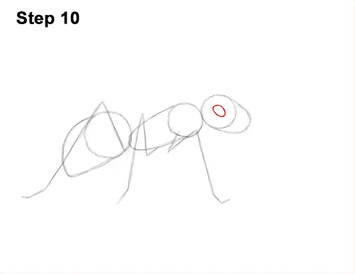 How to Draw an Ant
