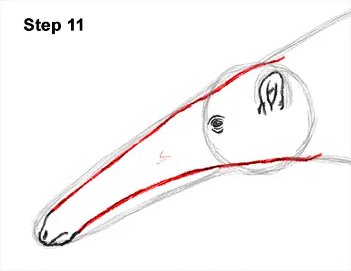 How to Draw an Anteater