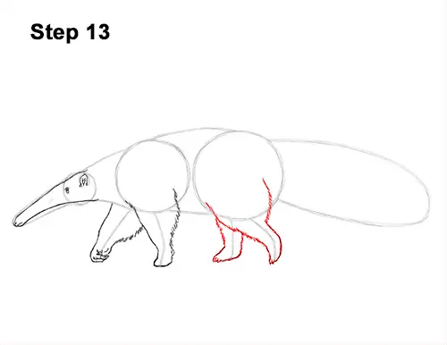 How to Draw an Anteater
