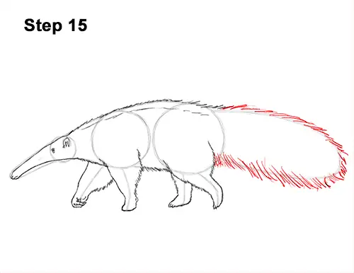 How to Draw an Anteater