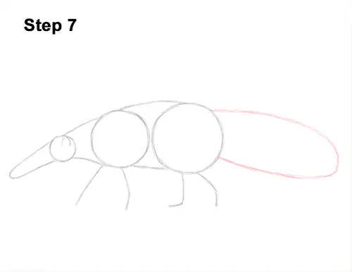 How to Draw an Anteater