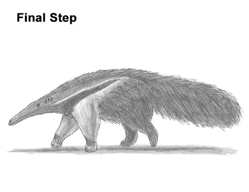 How to Draw an Anteater