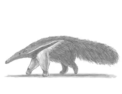 Home [www.how2drawanimals.com]