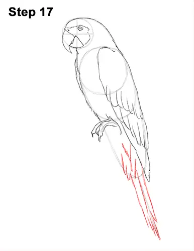 How to Draw a Blue-And-Yellow Macaw