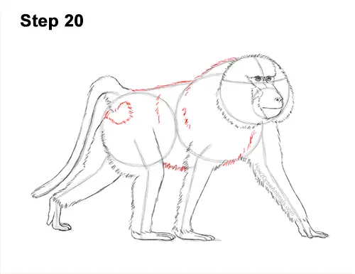 How to Draw a Baboon VIDEO & Step-by-Step Pictures