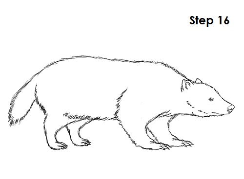 How to Draw a Badger