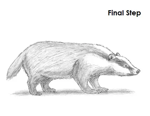 How to Draw a Badger