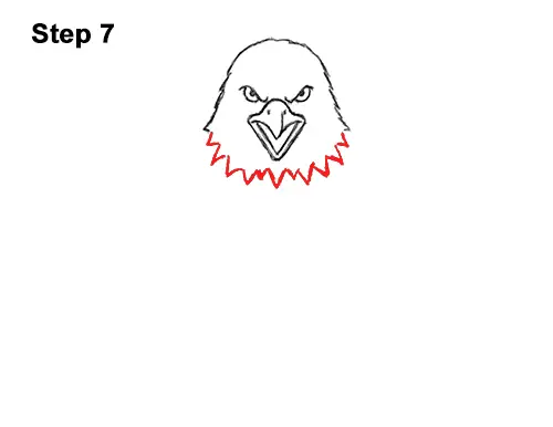 How to Draw a Bald Eagle (Cartoon) VIDEO & Step-by-Step Pictures