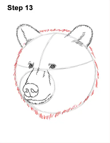 How to Draw a Bear (Head Detail) VIDEO & Step-by-Step Pictures