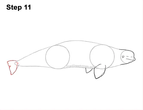 How to Draw a Beluga Whale VIDEO & Step-by-Step Pictures