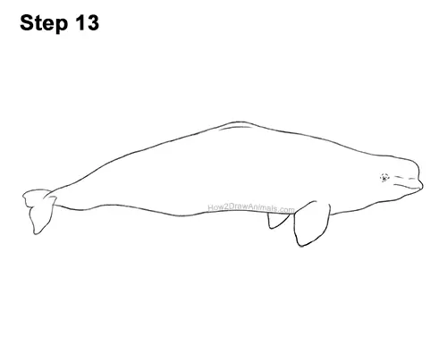 How to Draw a Beluga Whale VIDEO & Step-by-Step Pictures