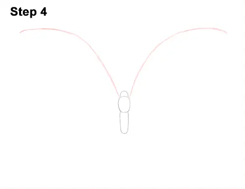 How to Draw a Butterfly (Blue Morpho)