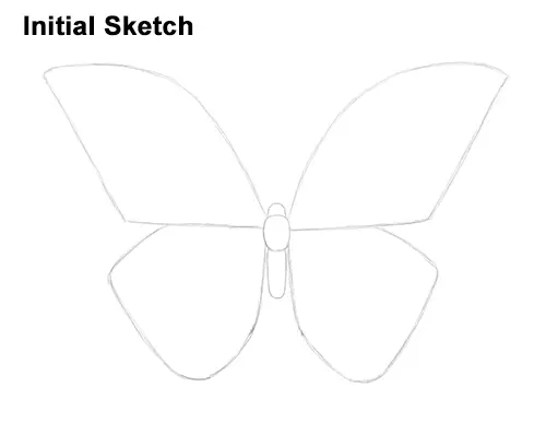 How to Draw a Butterfly (Blue Morpho)