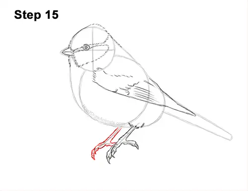 How to Draw a Blue Tit Bird VIDEO & Step-by-Step Pictures