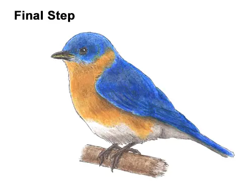 How to Draw a Bluebird VIDEO & Step-by-Step Pictures