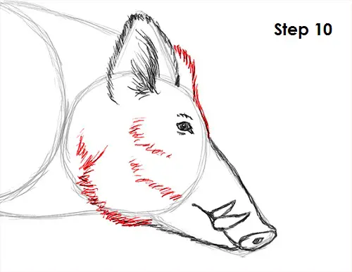 How to Draw a Boar