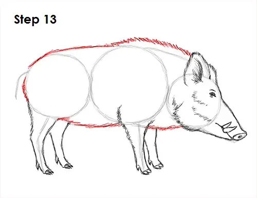 How to Draw a Boar