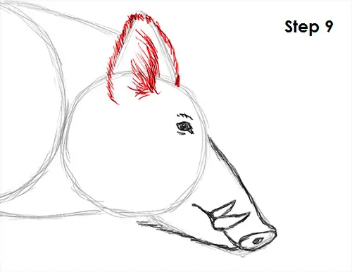 How to Draw a Boar
