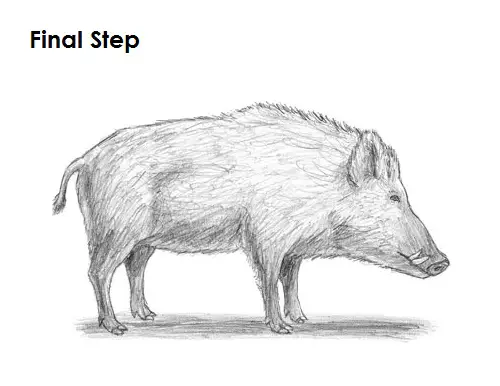 How to Draw a Boar