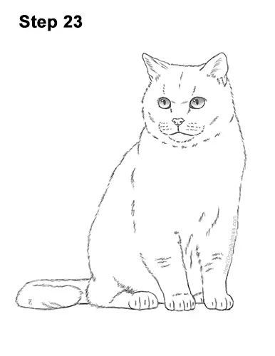 How to Draw a Cat (British Shorthair) VIDEO & Step-by-Step Pictures