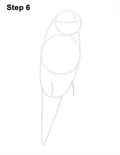 How to Draw a Budgie / Parakeet (Blue)