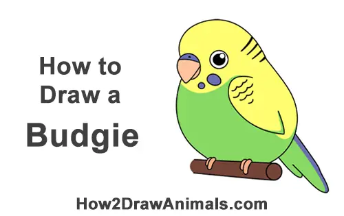 How to Draw a Budgie (Cartoon)