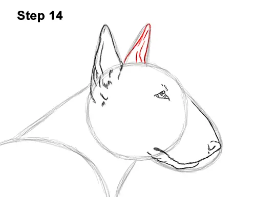 How to Draw a Dog (Bull Terrier) VIDEO & Step-by-Step Pictures