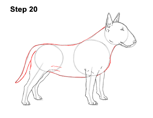 How to Draw a Dog (Bull Terrier) VIDEO & Step-by-Step Pictures