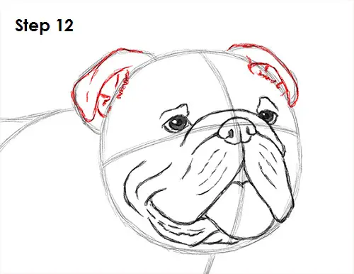 How to Draw a Bulldog