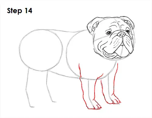 How to Draw a Bulldog