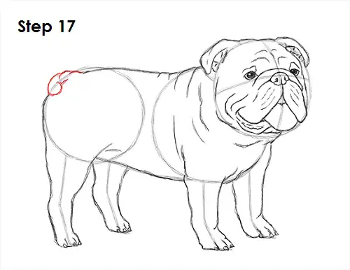 How to Draw a Bulldog