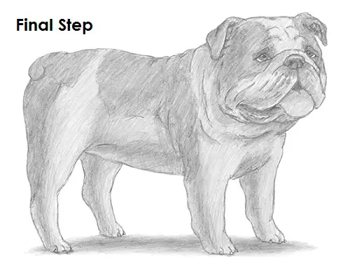How to Draw a Bulldog
