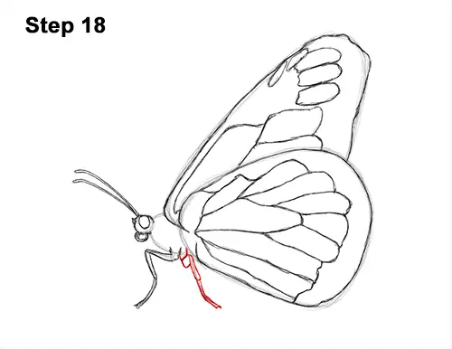 How to Draw a Butterfly (Monarch) VIDEO & Step-by-Step Pictures