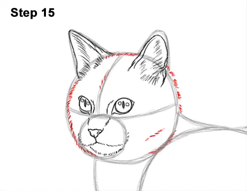 How to Draw a Cat (Calico) VIDEO & Step-by-Step Pictures
