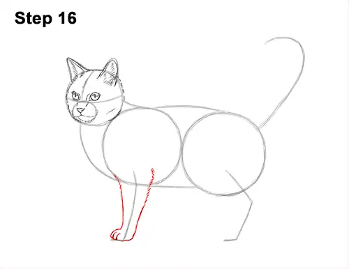 How to Draw a Cat (Calico) VIDEO & Step-by-Step Pictures