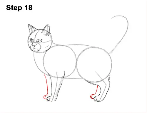 How to Draw a Cat (Calico) VIDEO & Step-by-Step Pictures