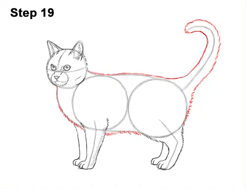 How to Draw a Cat (Calico) VIDEO & Step-by-Step Pictures