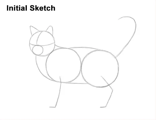 How to Draw a Cat (Calico) VIDEO & Step-by-Step Pictures