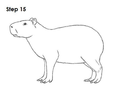 Capybara Page Coloring Pages