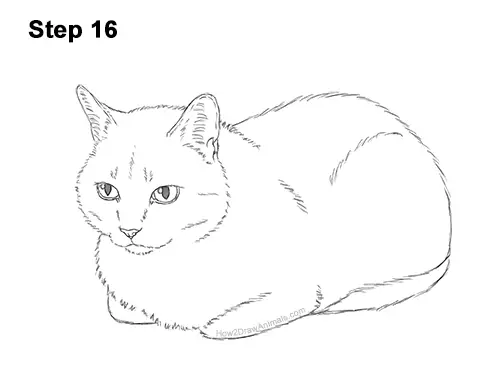 How to Draw a Cat (Loaf Position) VIDEO & Step-by-Step Pictures