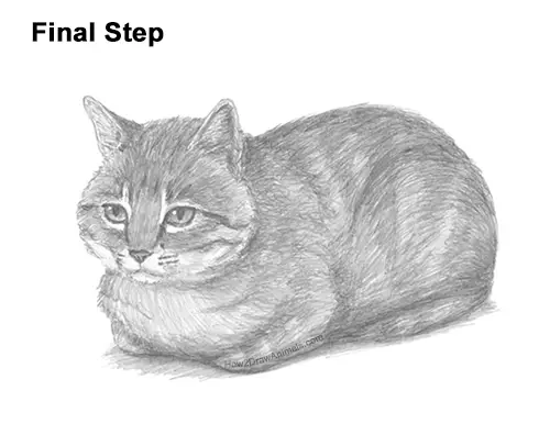 How to Draw a Cat (Loaf Position) VIDEO & Step-by-Step Pictures