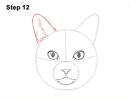 How to Draw a Tabby Cat (Head Detail) VIDEO & Step-by-Step Pictures