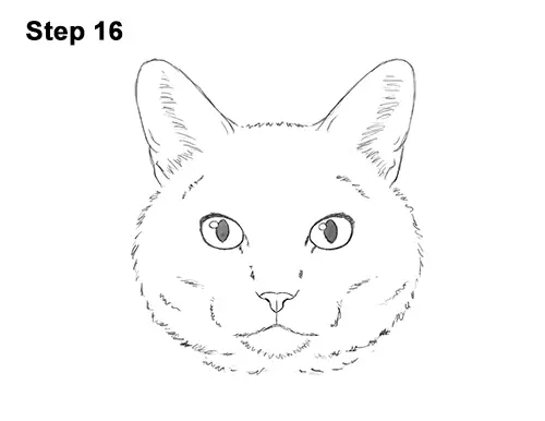 How to Draw a Tabby Cat (Head Detail) VIDEO & Step-by-Step Pictures