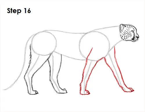How to Draw a Cheetah
